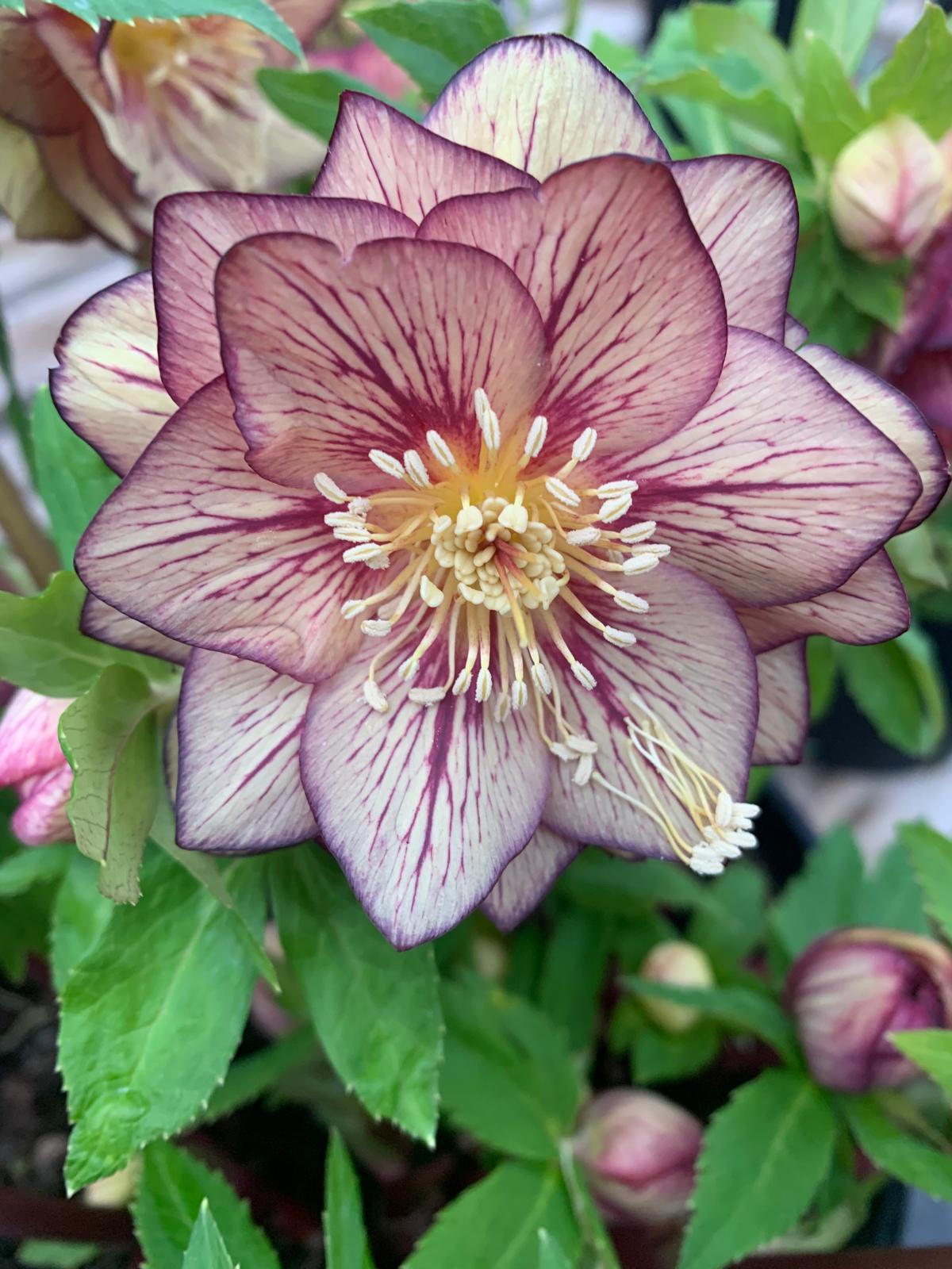 Hellebore collection now in stock – Altamont Plants