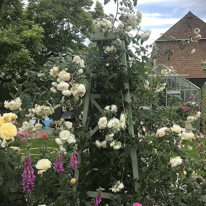 Claire Austin (CL) – Altamont Plants