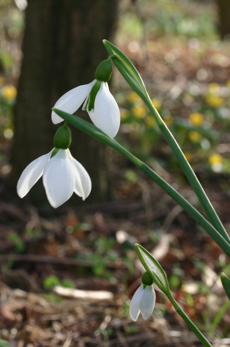 Merlin – Altamont Plants