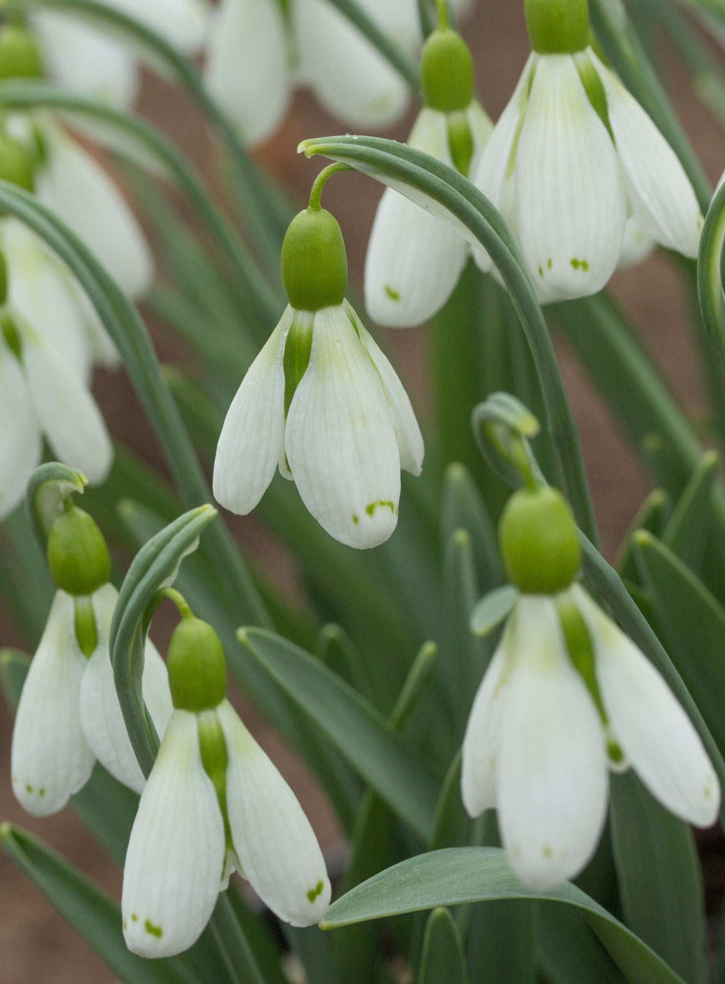 Wol Staines – Altamont Plants