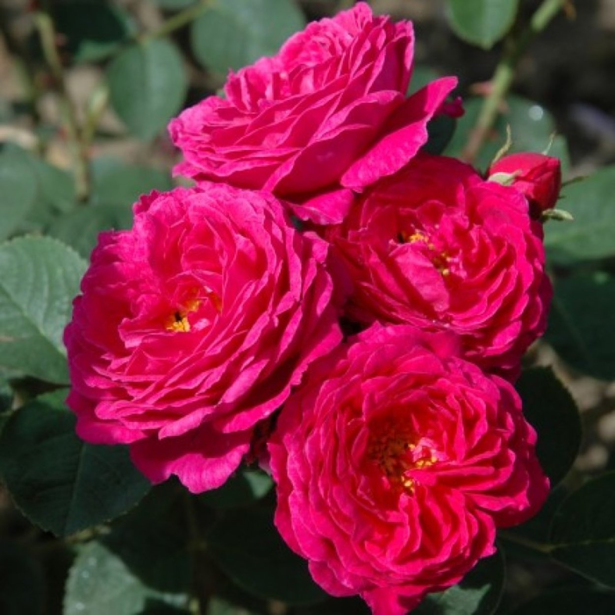 Gipsy Boy – Altamont Plants